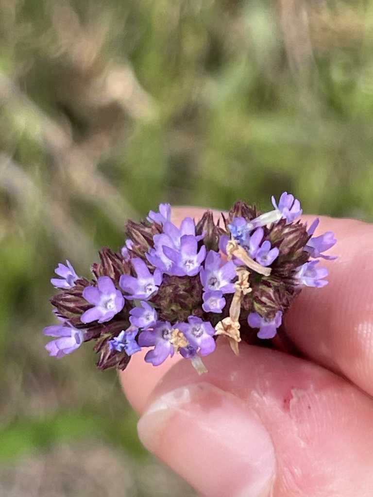 Brazilian Vervain from SR-46, Statesboro, GA, US on April 2, 2024 at 11:39 AM by osmia1234 ...