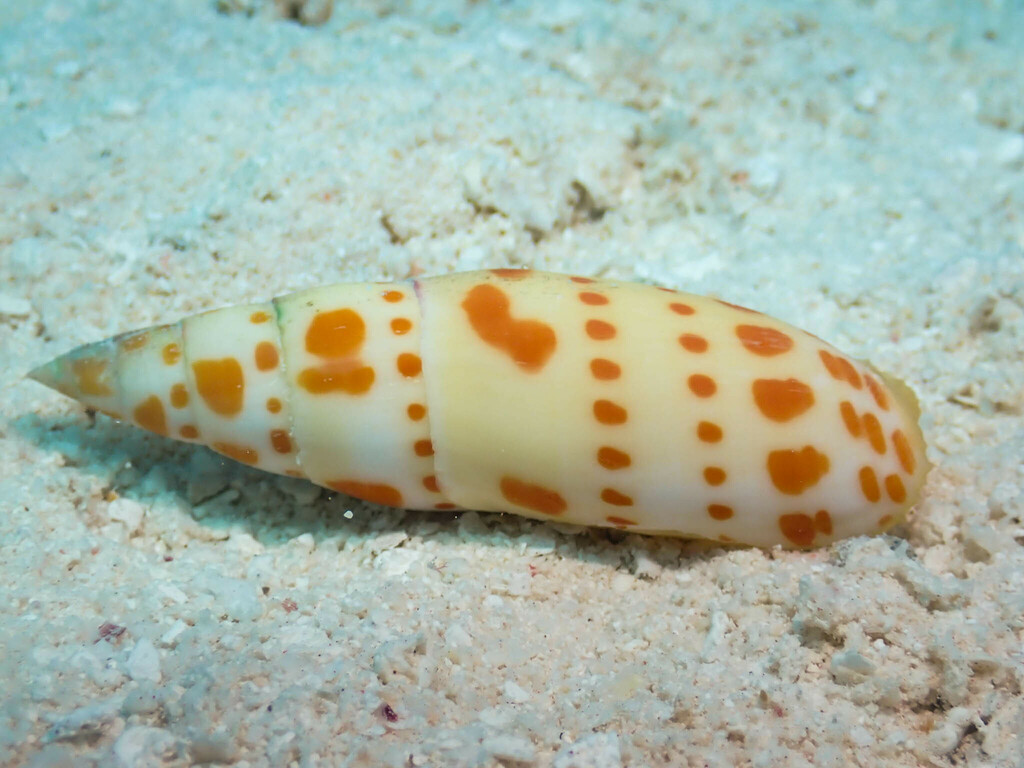 Episcopal Mitre from Ailuk Atoll, Îles Marshall on February 20, 2024 at ...