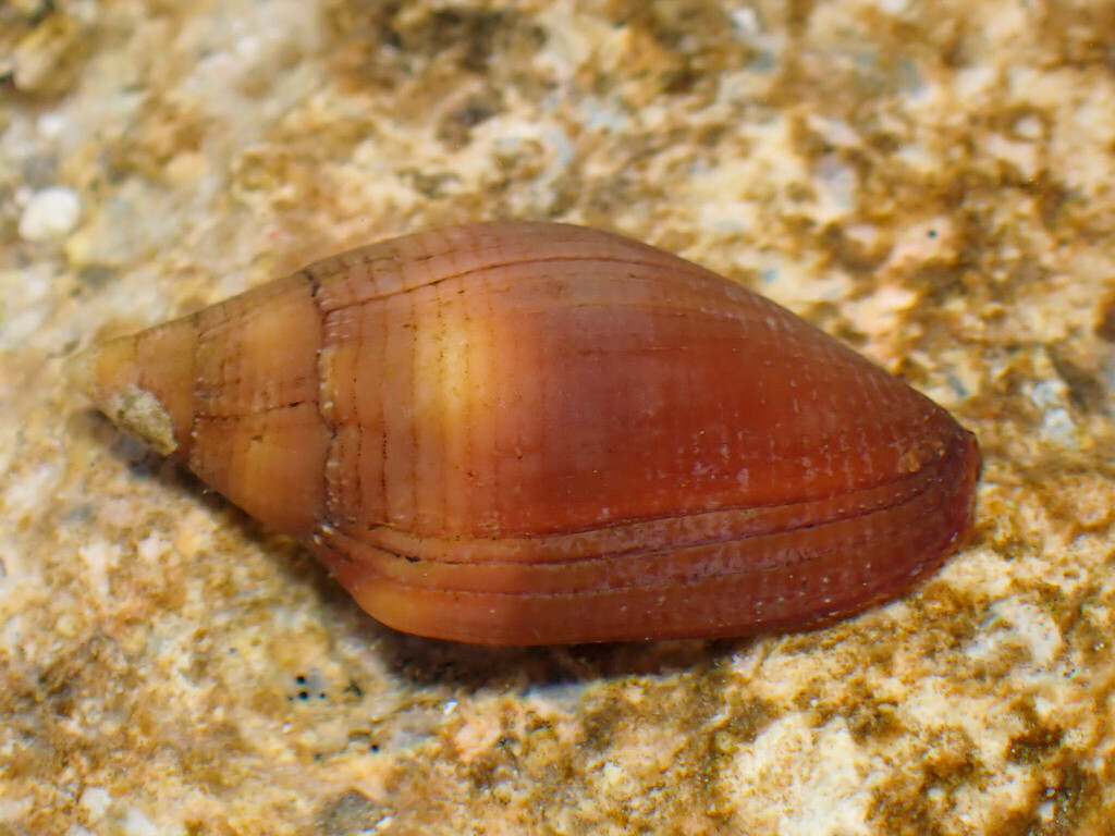 Strigatella from Ailuk Atoll, Îles Marshall on March 18, 2024 at 08:50 PM by Raphael Forns ...