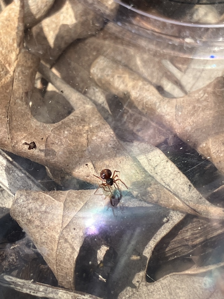 Crustulina from Lyndale Park Rose Garden, Minneapolis, MN, US on April ...