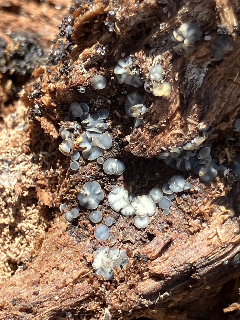 common grey disco from Lyndale Park Rose Garden, Minneapolis, MN, US on ...