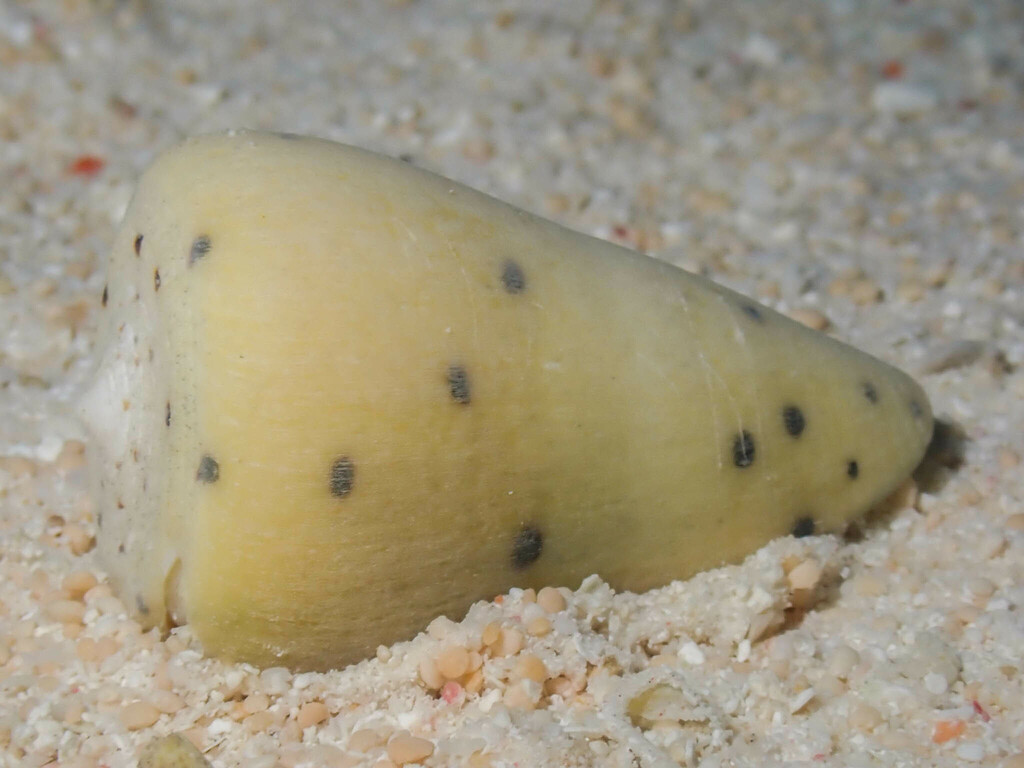 Ivory Cone from Ailuk Atoll, Îles Marshall on February 9, 2024 at 09:41 ...
