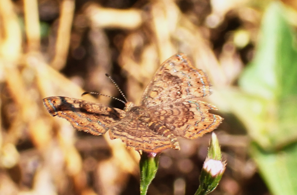 Rounded Metalmark from Alajuela Province, Tambor, Costa Rica on March ...