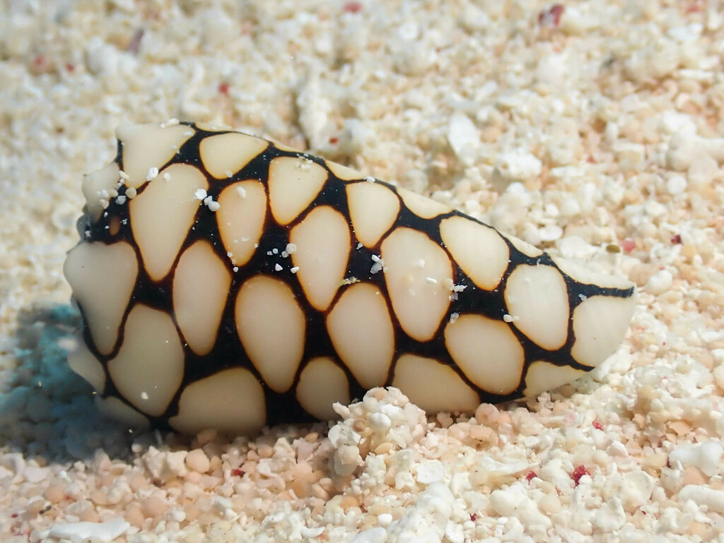 Marble Cone from Ailuk Atoll, Îles Marshall on February 15, 2024 at 08: ...