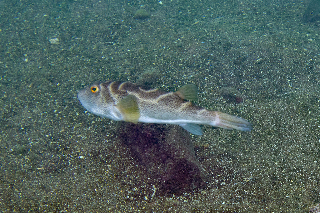 Bullseye Puffer from Bellavista, Provincia de Galápagos, Ecuador on ...