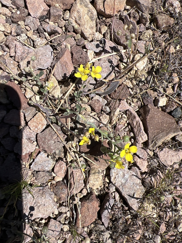 Moapa Bladderpod from Ajo, AZ, US on April 3, 2024 at 12:46 PM by ...