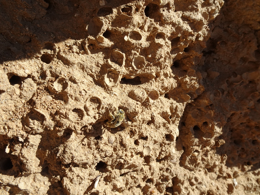 Cactus chimney bees from Palm Springs, CA, USA on April 3, 2024 at 09: ...