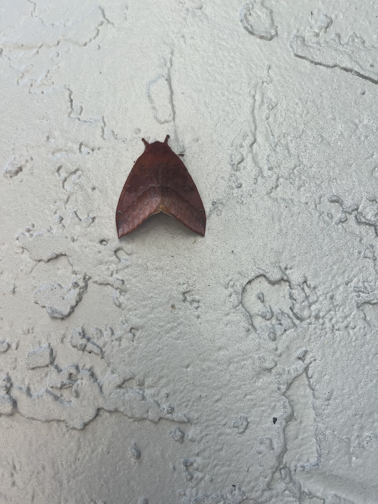 Emperor and Giant Silk Moths from 54th Ave S, Saint Petersburg, FL, US ...