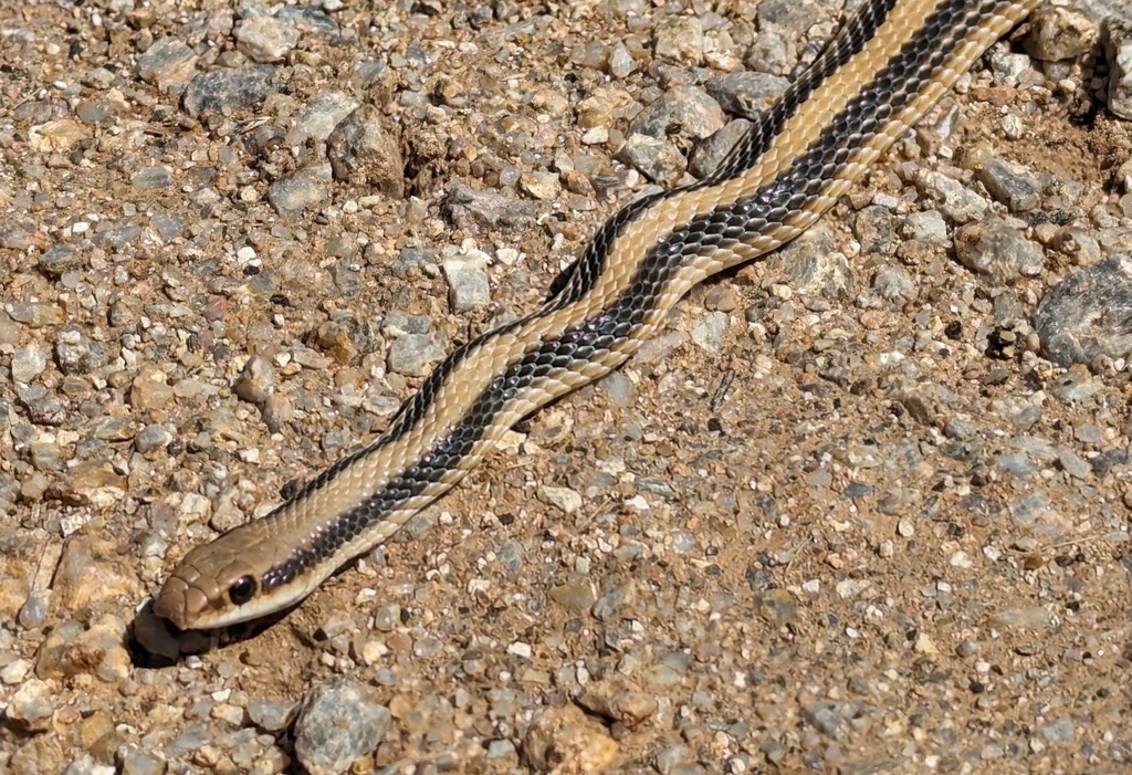 Western Patch-nosed Snake from Mesa, AZ 85207, USA on April 3, 2024 at ...