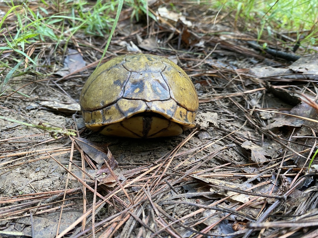 Common Box Turtle in July 2021 by jkun3 · iNaturalist