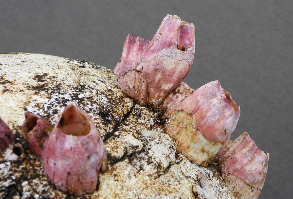 Giant Acorn Barnacle from FSSP North Clatsop Beach on April 3, 2024 at ...
