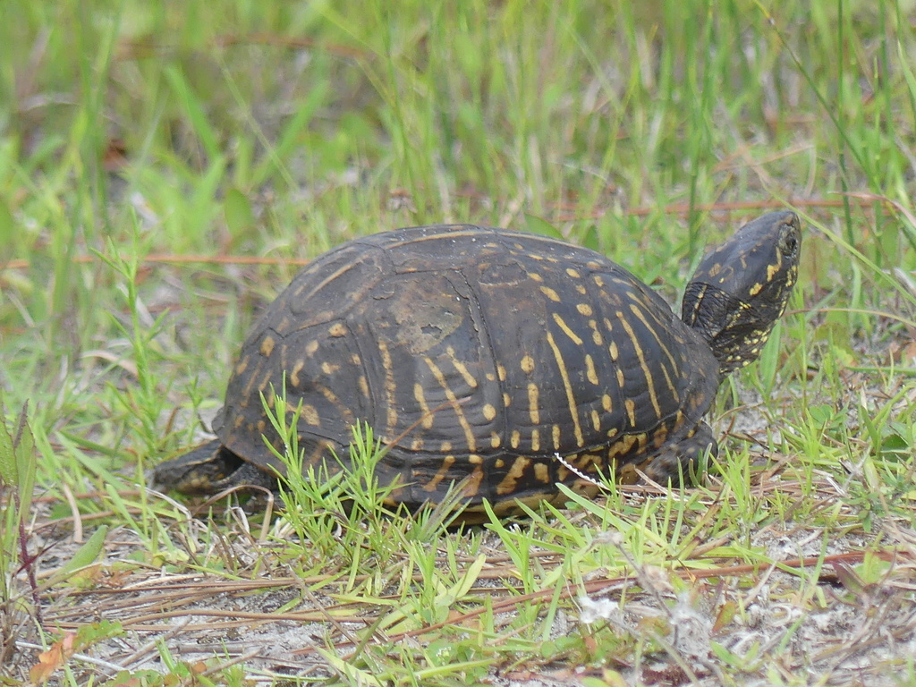 Florida Box Turtle from Singer Island, Juno Beach, FL, US on March 28 ...
