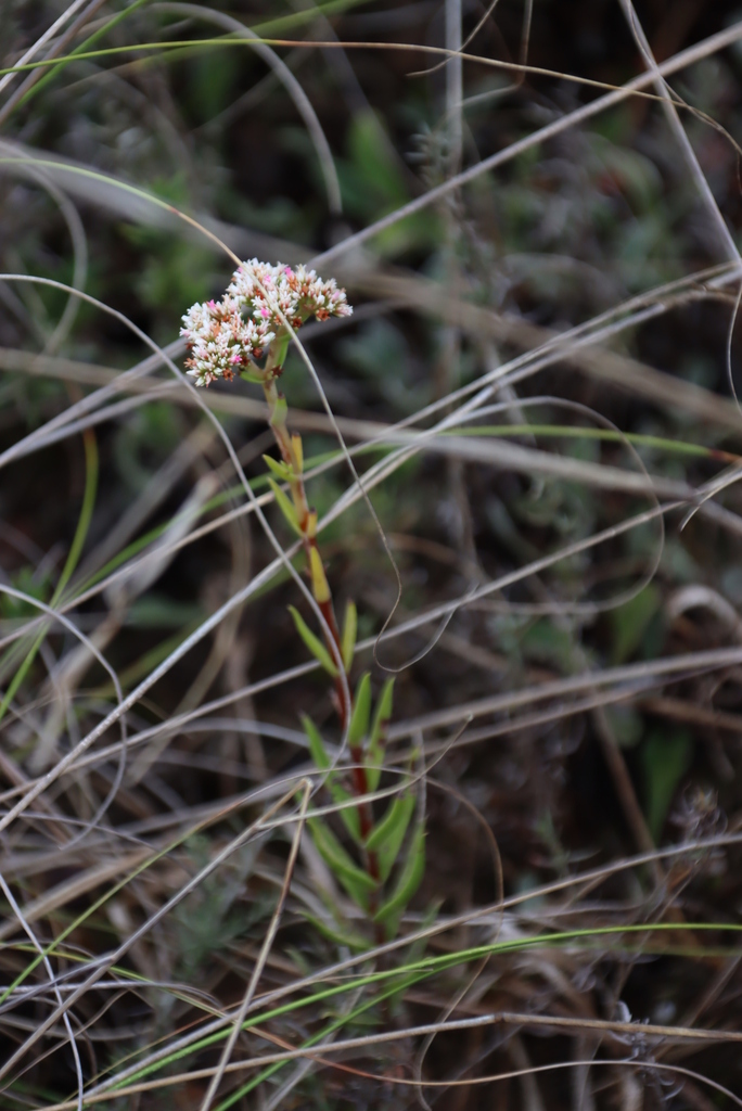 Crassula cymosa from Loerkop Trail, bundu bash to hilltop s of Klause's ...
