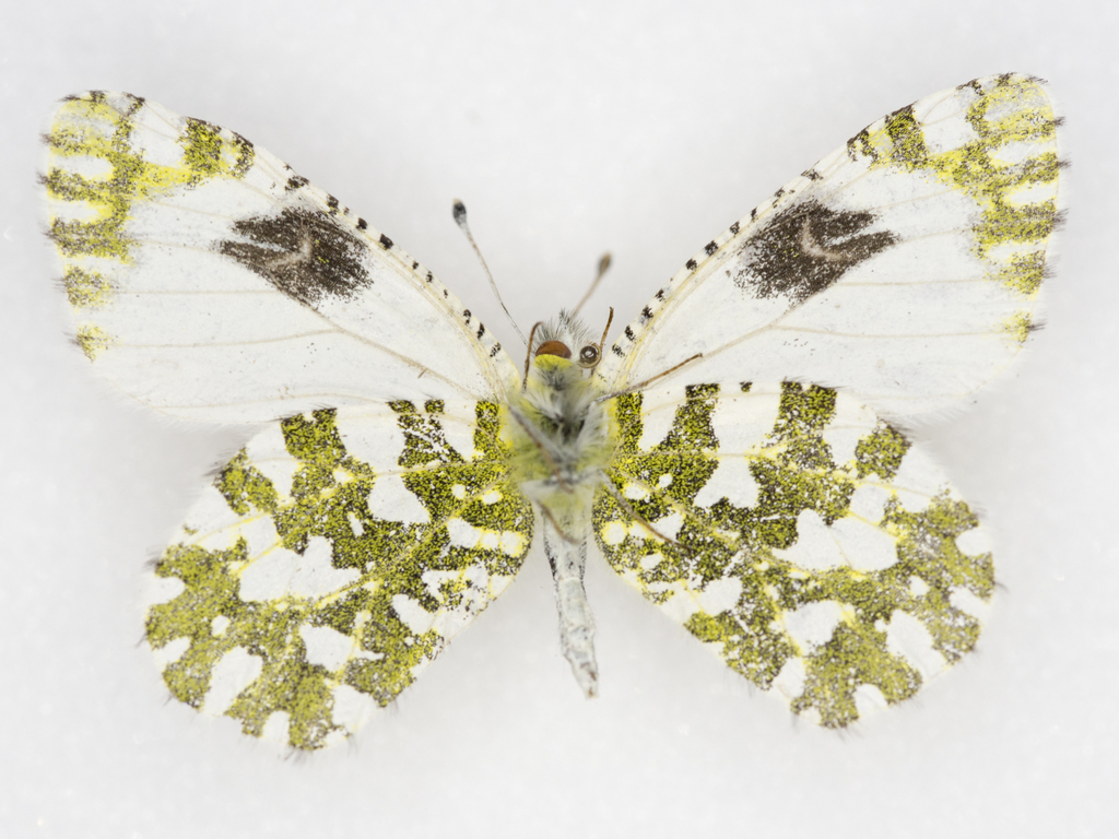 Desert Marble (Dinosaur National Monument Butterfly Guide 🦋) · iNaturalist