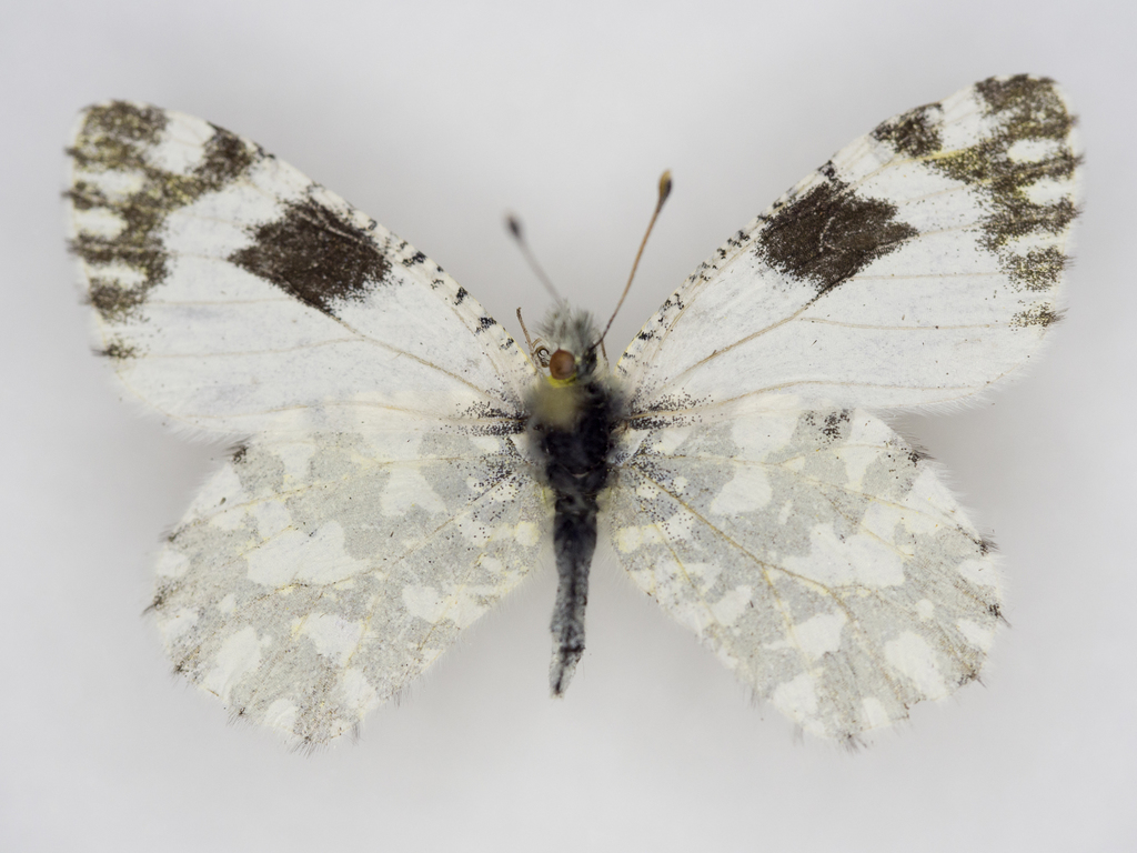 Desert Marble (Dinosaur National Monument Butterfly Guide 🦋) · iNaturalist