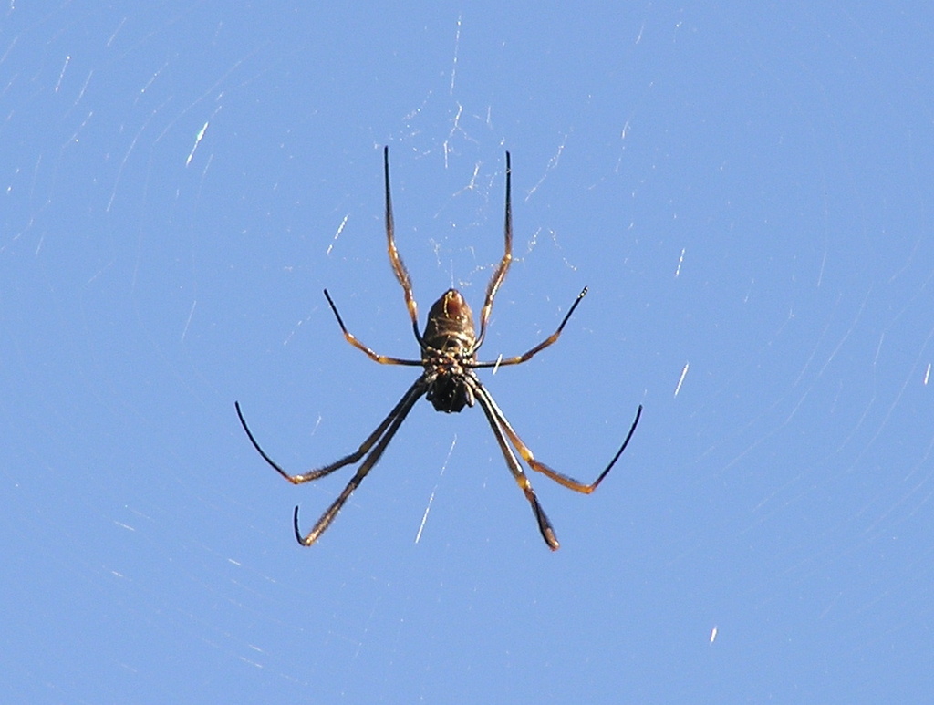 Tiger Spider from Brisbane QLD, Australia on June 22, 2003 at 09:56 PM ...