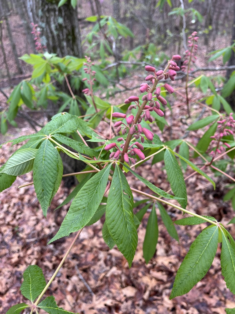 Red Buckeye from Jefferson City, MO, US on April 3, 2024 at 12:26 PM by ...