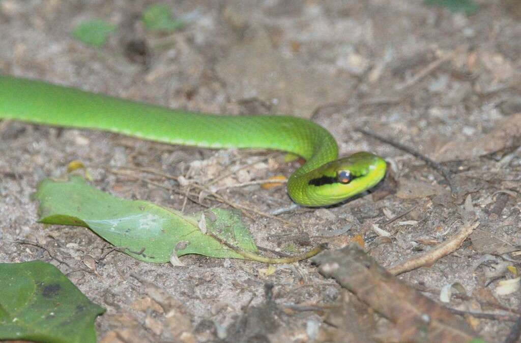 Lichtenstein's Green Racer from Ituzaingó, Corrientes, Argentina on ...