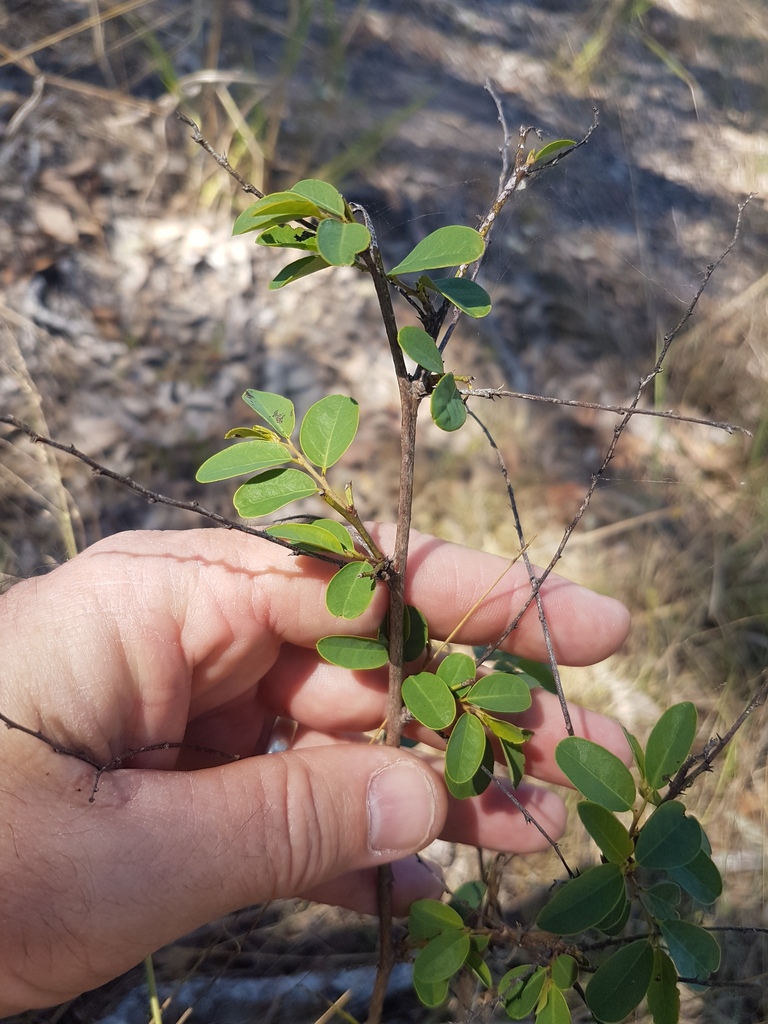 coffee bush in September 2017 by PeterCopping · iNaturalist