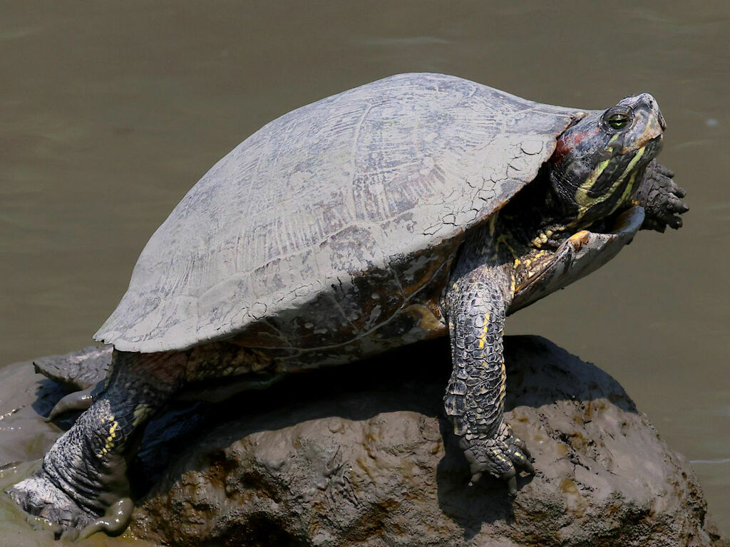 Red-eared Slider from Yanping Riverside Park, Taipei, Taiwan on March ...