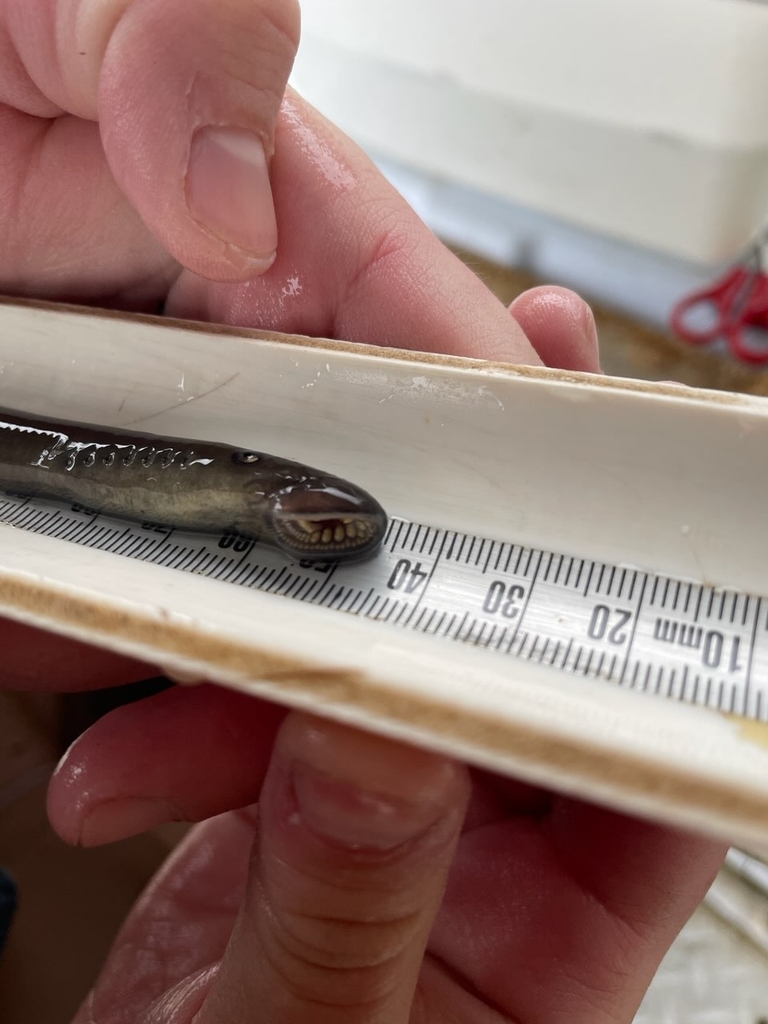 Pacific Lamprey from Scott Bar, CA 96085, USA on April 3, 2024 at 11:26 ...