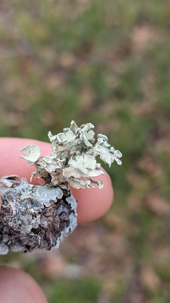 cartilage lichen from Travis County, TX, USA on March 12, 2024 at 09:18 ...
