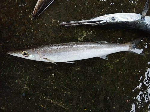 Japanese Barracuda (Sphyraena japonica) · iNaturalist
