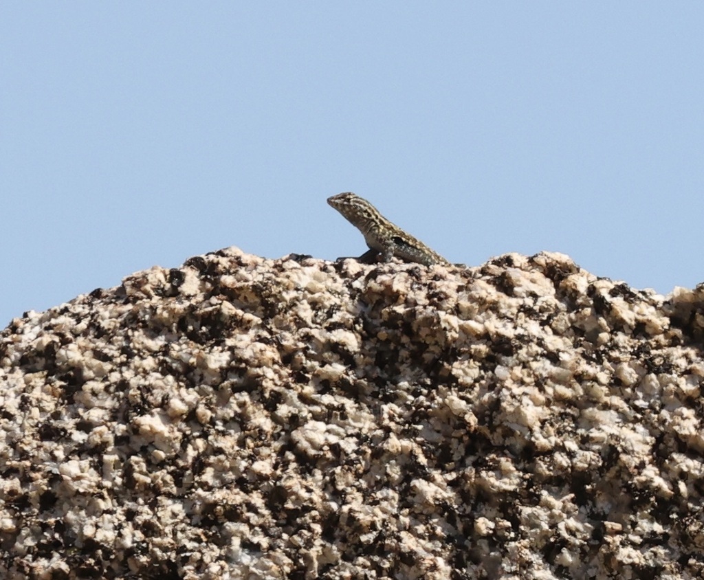 Western Side-blotched Lizard from San Diego County, CA, USA on April 2 ...