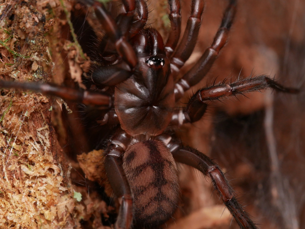 Banded Tunnelweb Spiders from Hauraki District, Waikato, New Zealand on ...