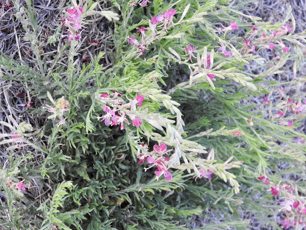 Trailing Rhatany from 5519 S Laguna Ave, Sierra Vista, AZ, US on April ...