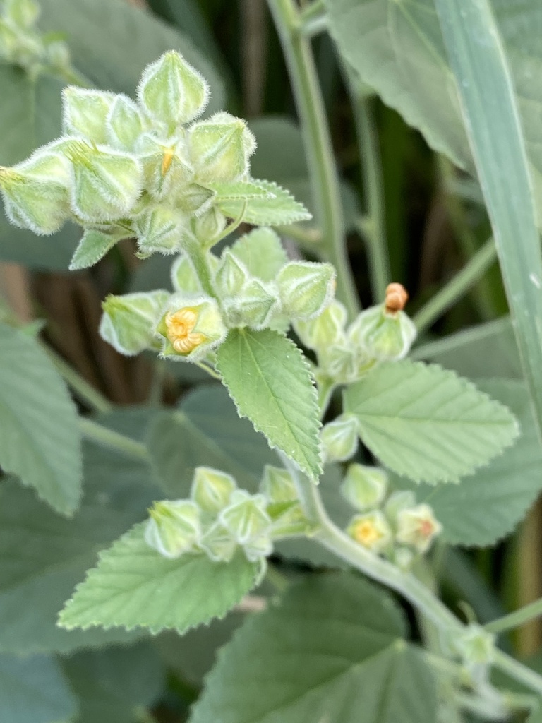 flannel weed from Harvton St, Stafford, QLD, AU on April 4, 2024 at 07: ...