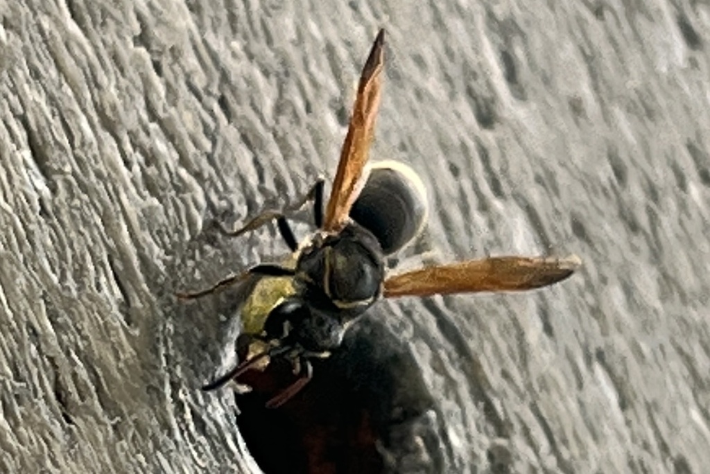 Keyhole Wasp from Turtle Island, Naples, FL, US on August 28, 2023 at ...