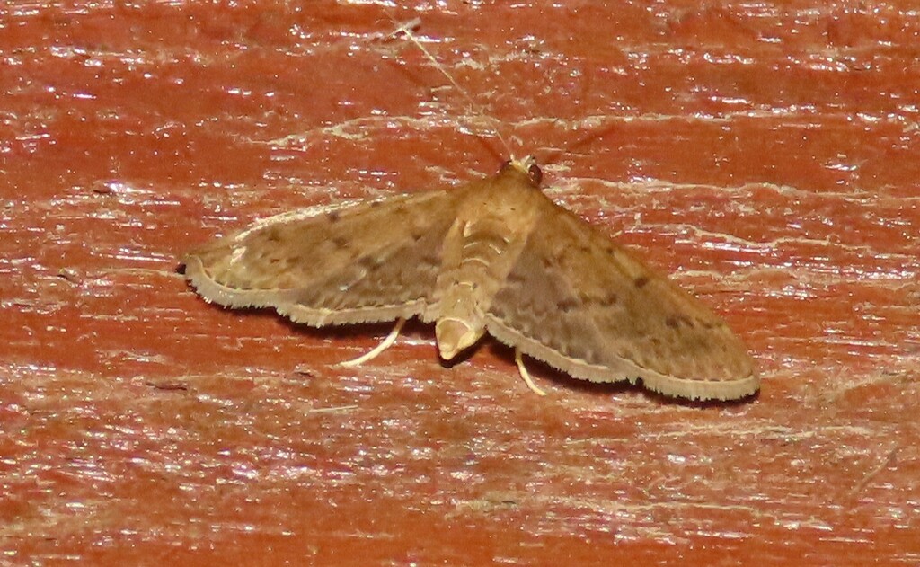 Grass Webworm Moth from Coomba Park NSW 2428, Australia on April 3 ...