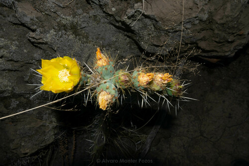 Observaciones de a_monter · iNaturalist Mexico