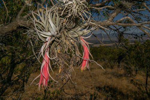 Observaciones de a_monter · iNaturalist Mexico