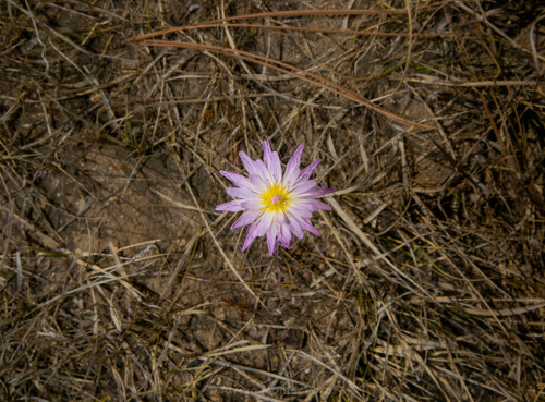 Observaciones de a_monter · iNaturalist Mexico