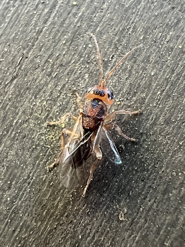 Synergus from Westlake High School, Austin, TX, US on April 3, 2024 at ...