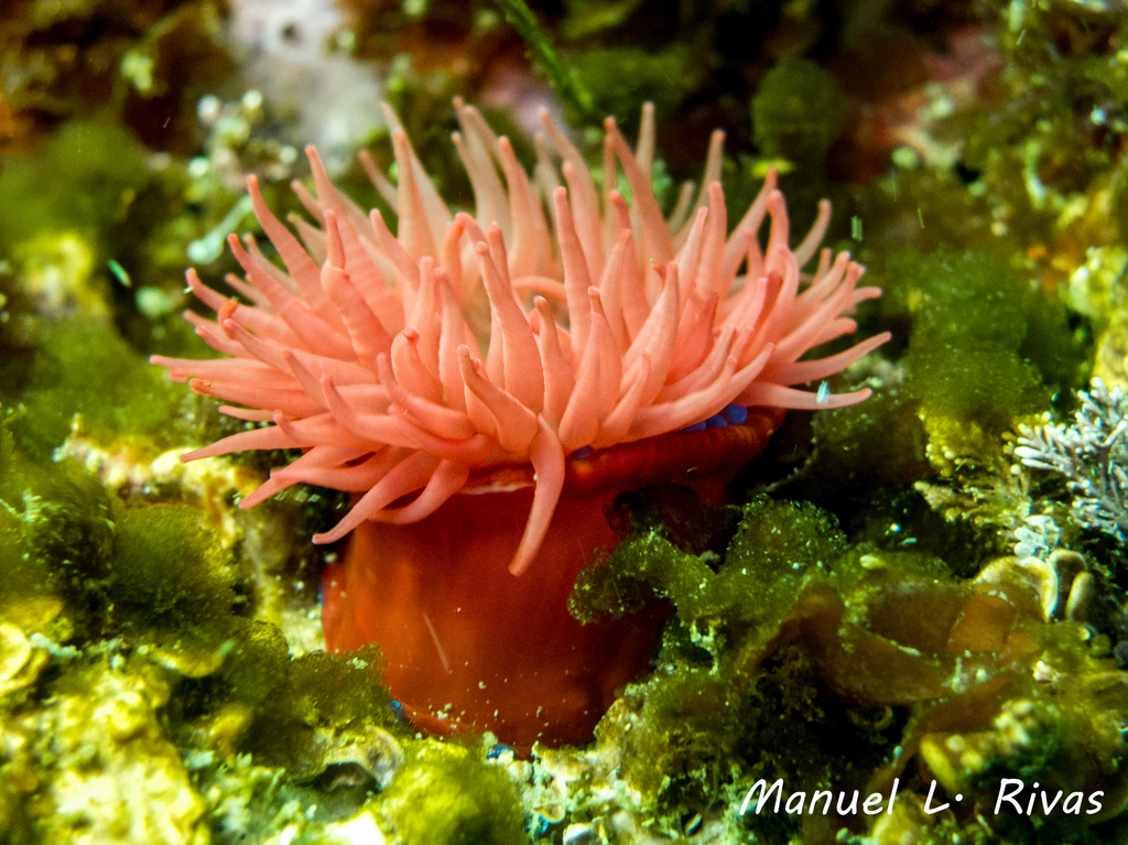 Atlantic Beadlet Anemone from Illa de Onza on April 30, 2016 by mnolito ...