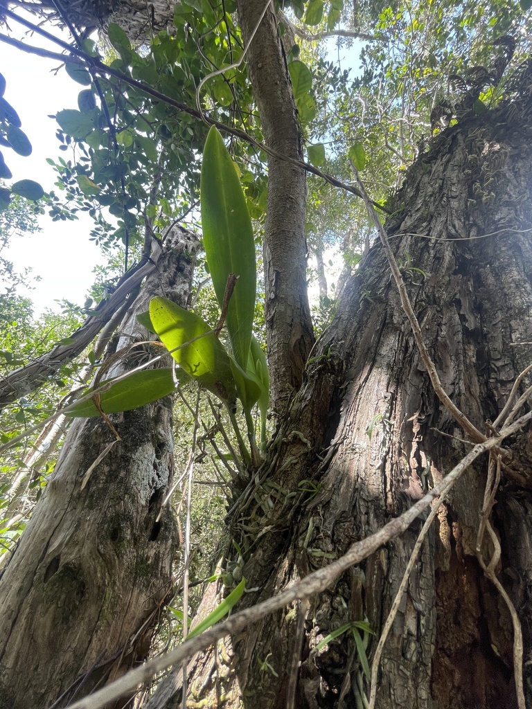 yellow helmet orchid in March 2024 by Zane Walker · iNaturalist