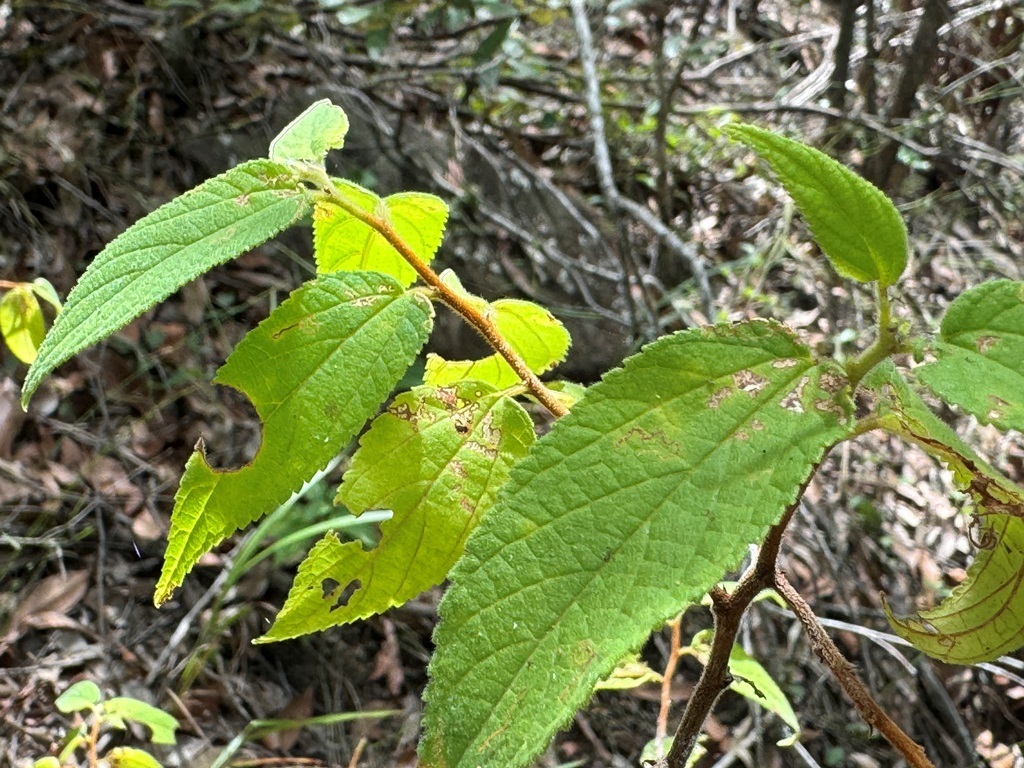 Nettle Tree from Withcott QLD 4352, Australia on April 1, 2024 at 10:39 ...