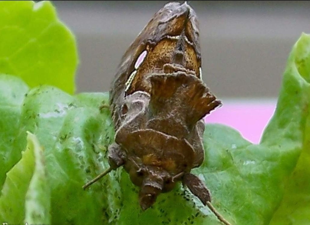 Green Garden Looper from 2 Clements Pl, Jandakot WA 6164, Australia on ...