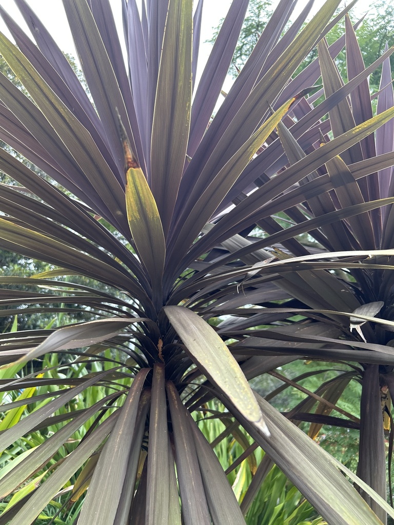 Slender Palm Lily from Victoria Park, Camperdown, NSW, AU on April 4, 2024 at 10:42 AM by gazbax ...