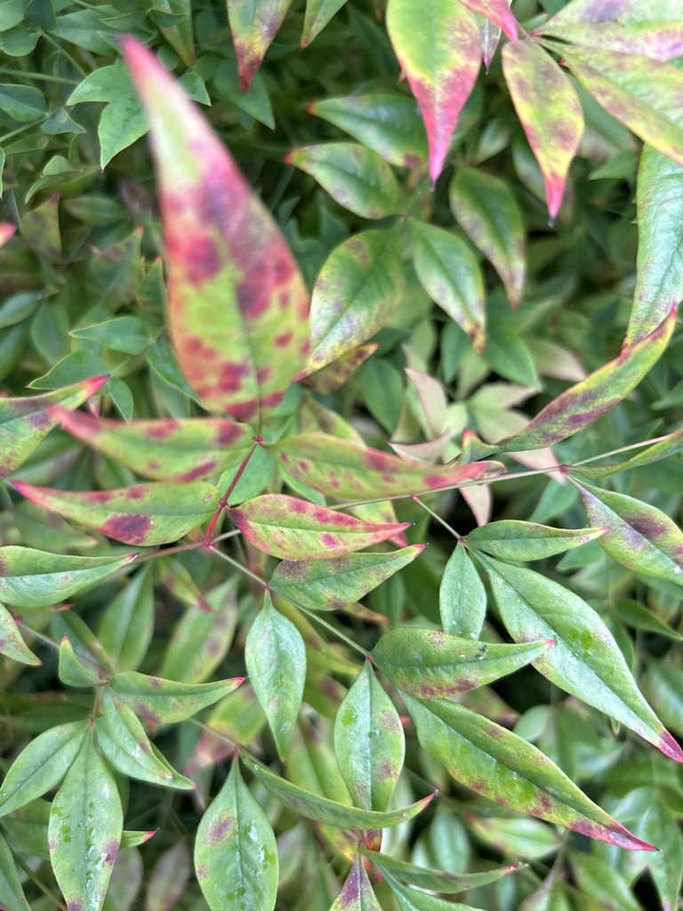 life from Victoria Park, Camperdown, NSW, AU on April 4, 2024 at 10:46 AM by gazbax · iNaturalist