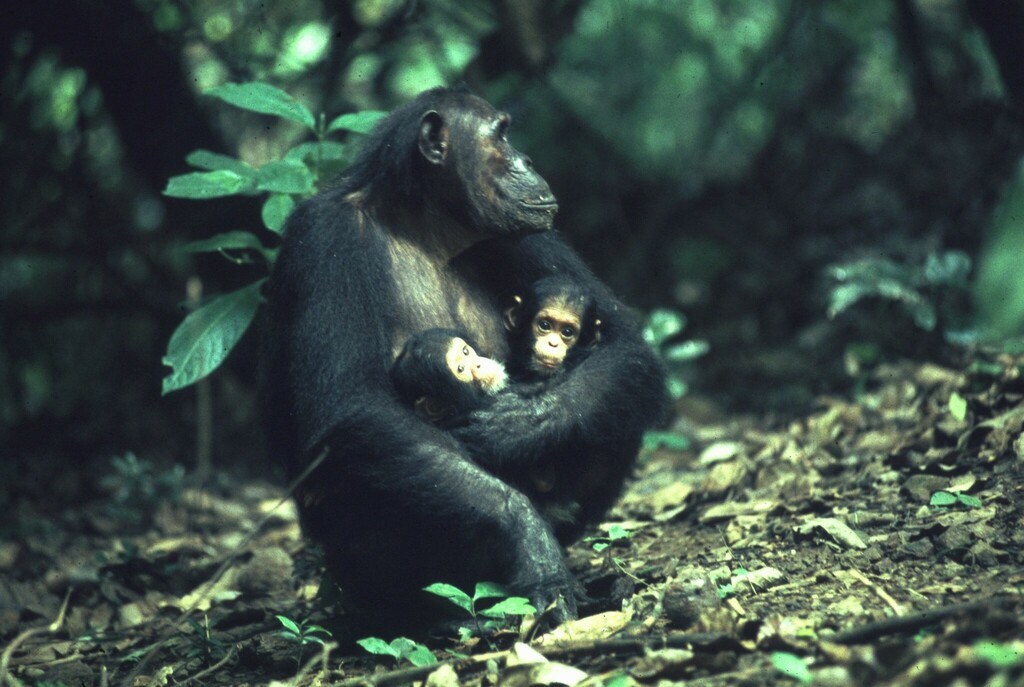 Eastern Chimpanzee in December 1998 by Stan Rullman. Posting today in ...
