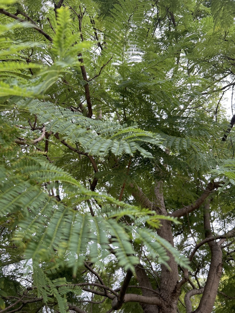 jacarandas from Victoria Park, Camperdown, NSW, AU on April 4, 2024 at 10:48 AM by gazbax ...