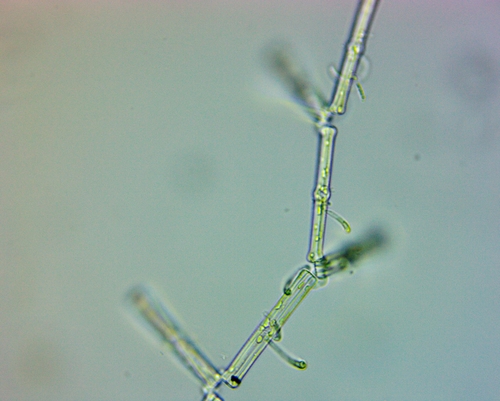 Genus Chytridiochloris · iNaturalist