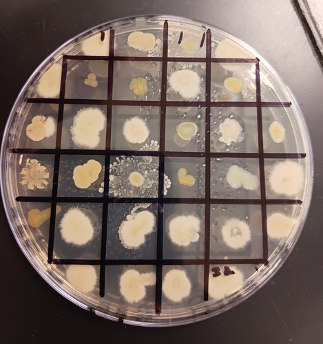 Lysinibacillus fusiformis · iNaturalist