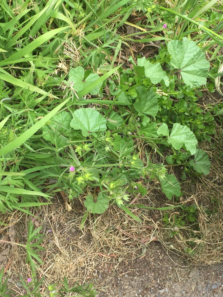 dicots from Mountain Lake, San Francisco, CA, US on April 27, 2019 at ...