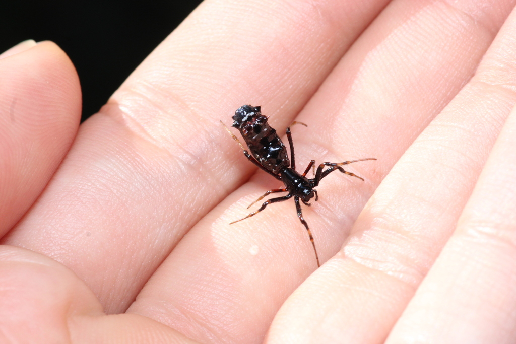 Micrathena spitzi from Parque do Estado, São Paulo - SP, Brasil on ...