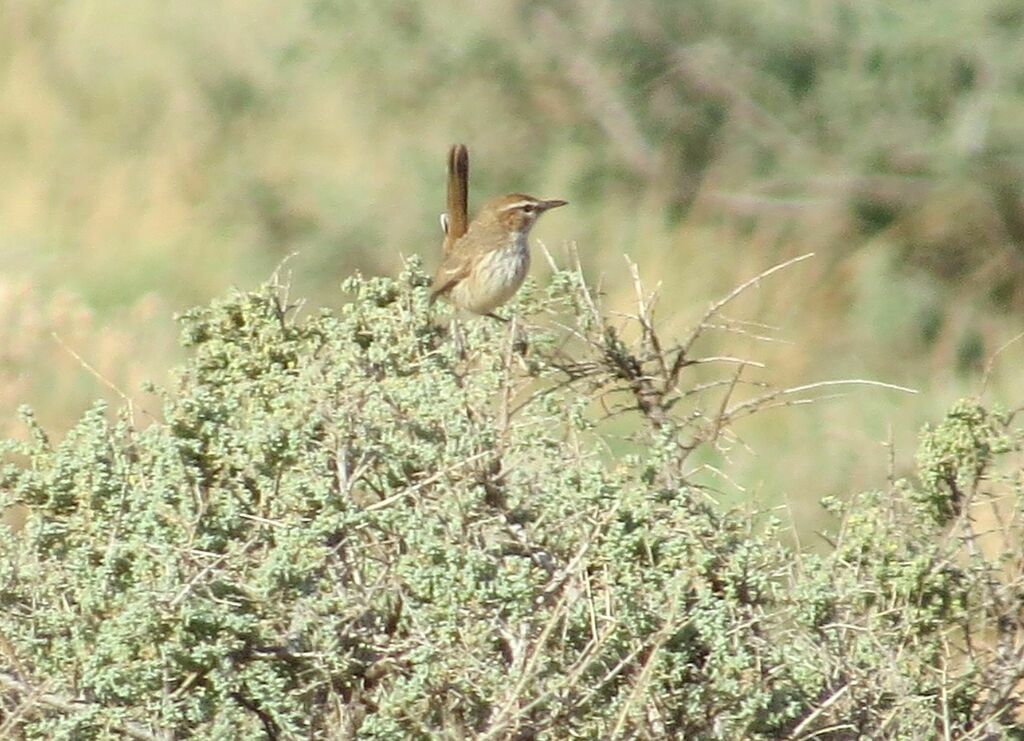 Rufous Fieldwren from Packsaddle NSW 2880, Australia on April 10, 2016 ...
